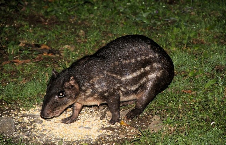 Paca: Que animal é esse? Vamos conhecer esse animal que tem hábitos ...